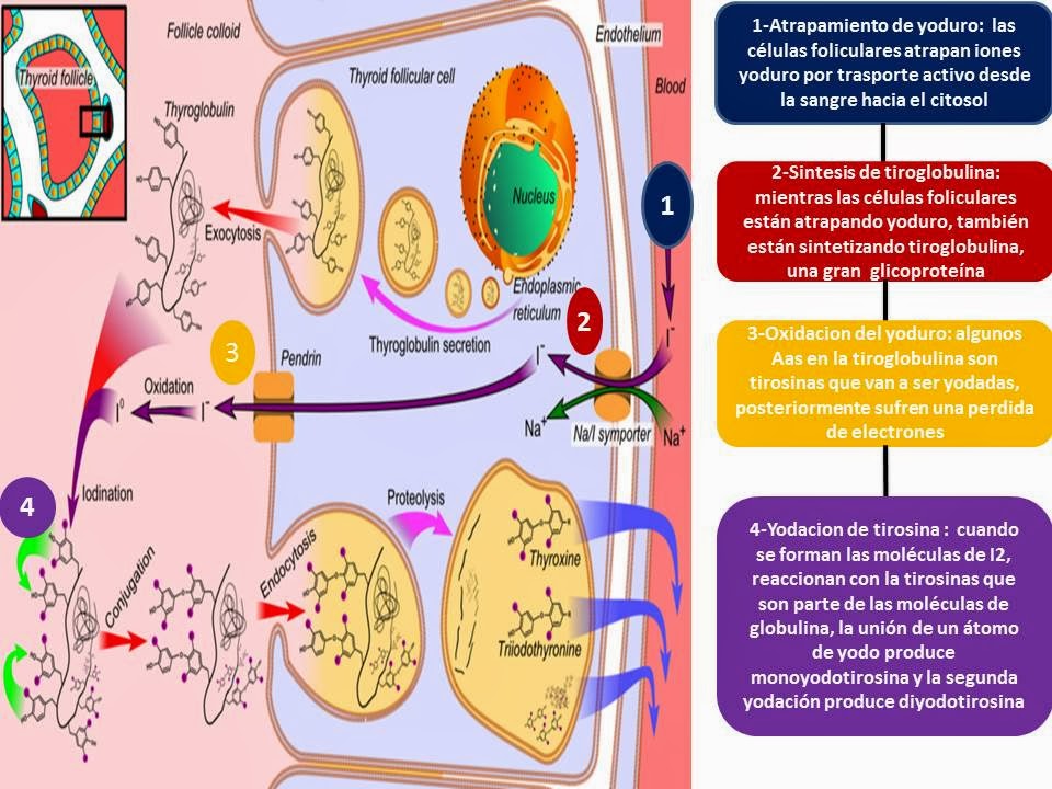 El Blog de Fisiologia de Israel Aramburo Lucas: Hormonas Tiroideas: en ...