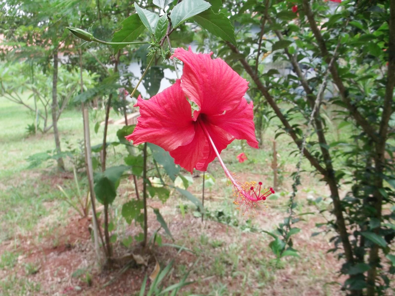 Trudes Photonews Flor De Hibisco Vermelho
