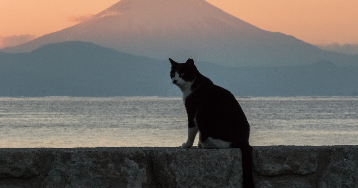 Innovative Cat Photographers Group: 富士山と猫（Mt. Fuji and the Cat）