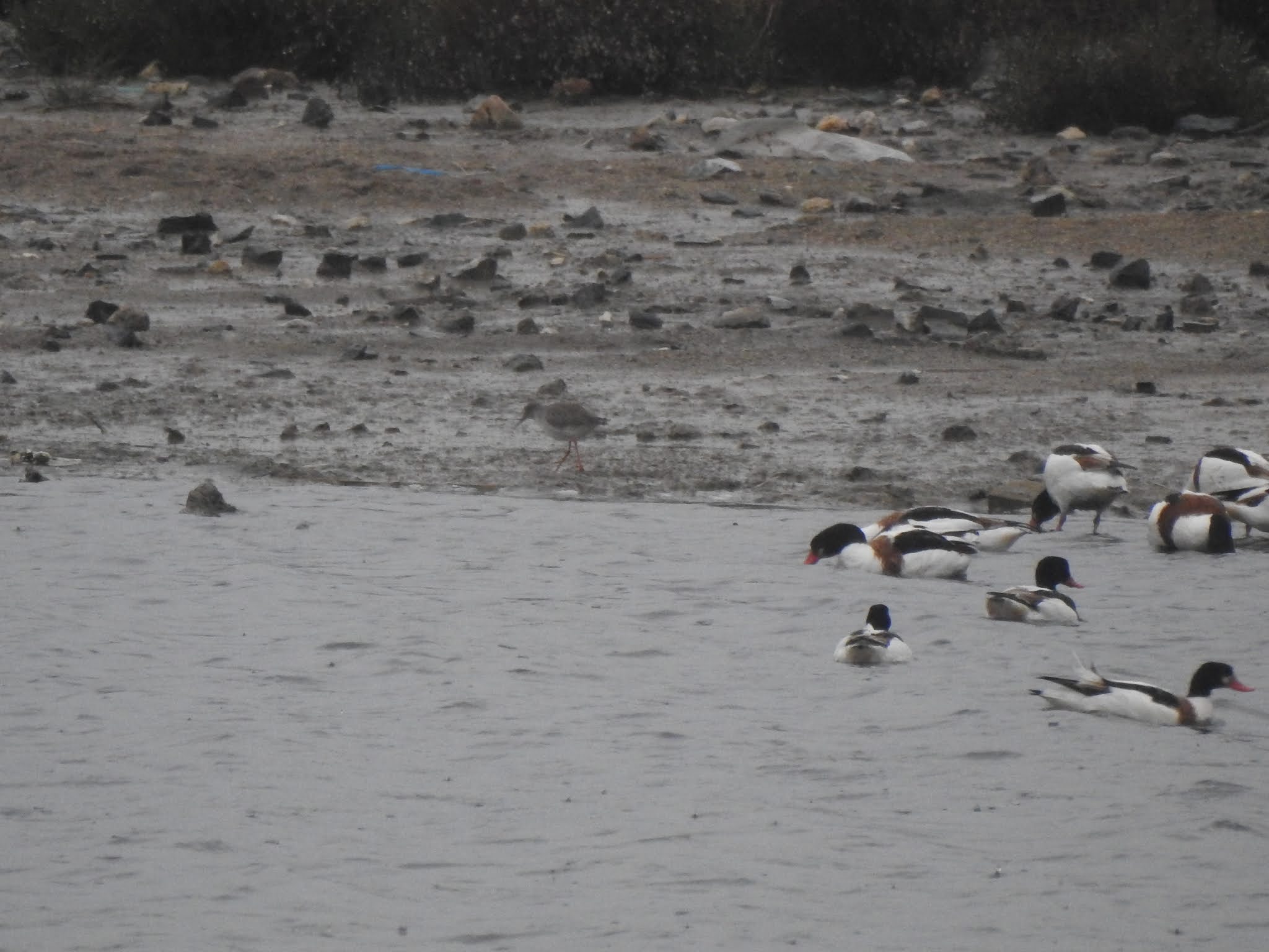 PASARI DIN ROMANIA: FLUIERAR CU PICIOARE ROSII, Tringa totanus