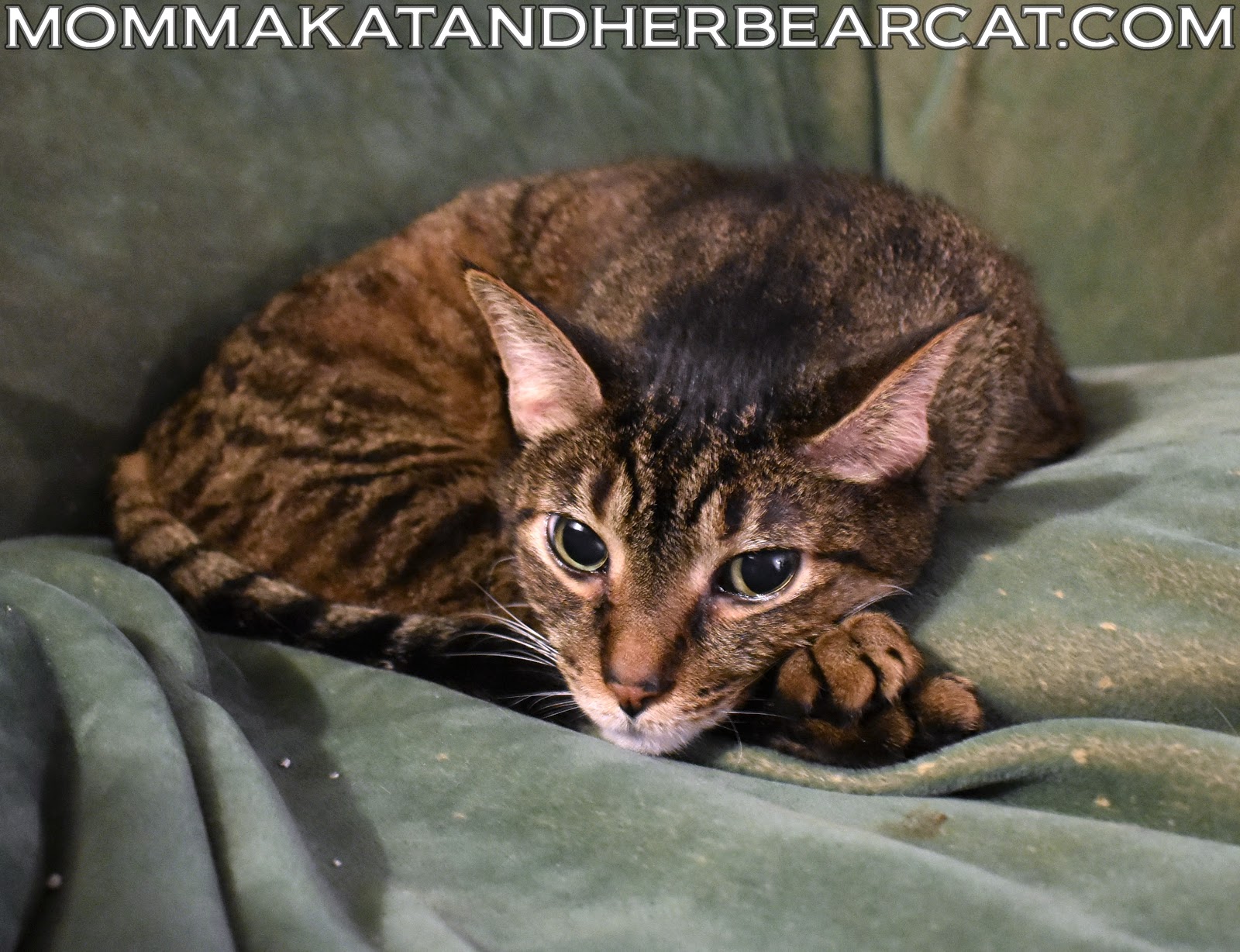 95.783% Bear - Momma Kat and Her Bear Cat