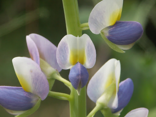 La Floresta: Tarwi - Propiedades y usos