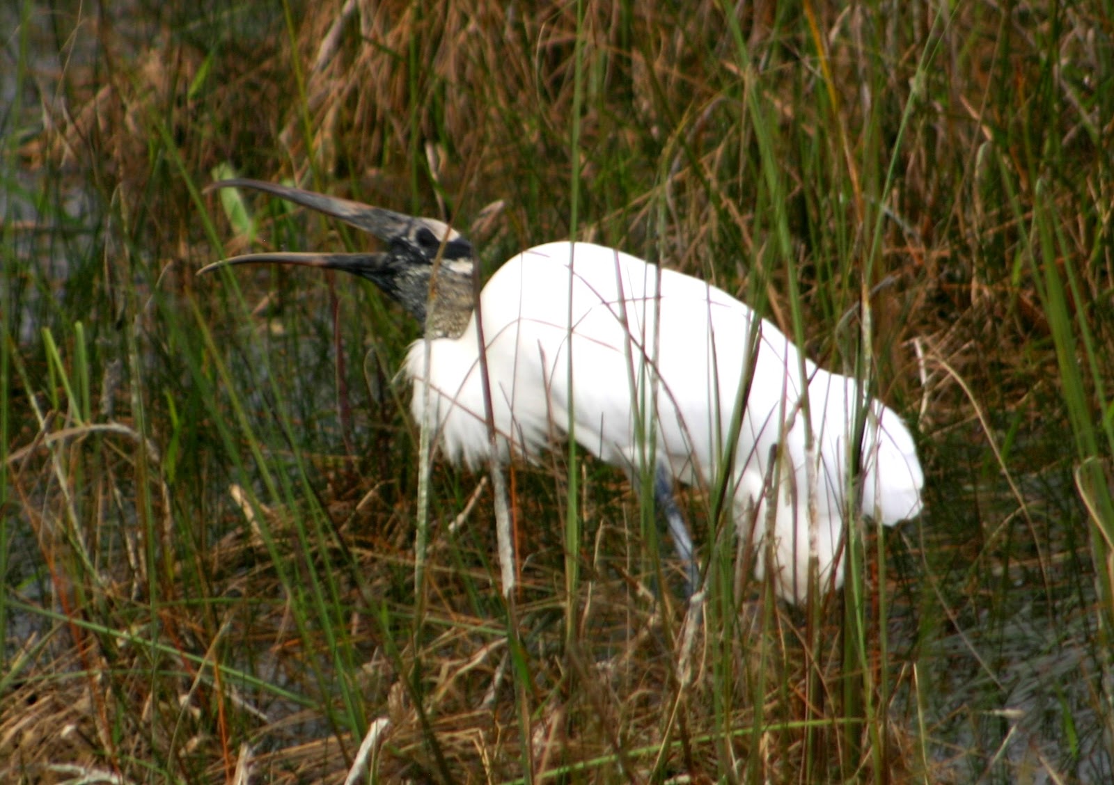 Cannundrums: Wood Stork