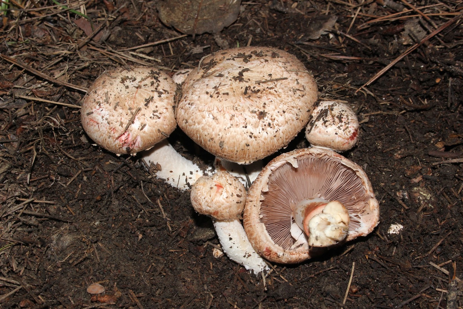 Biodiversity of Cyprus by NGO Protection of the Natural Heritage and ...