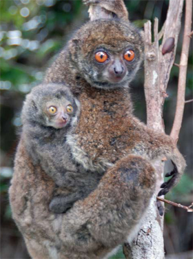 Evolutionary Vertebrate Zoology: Evoluční specialisti na planetě ...