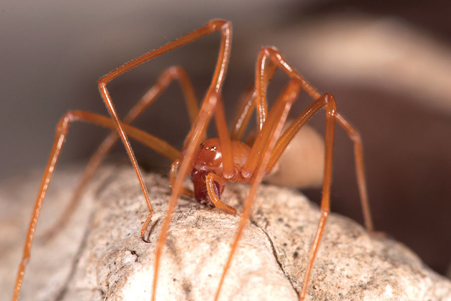 Sciency Thoughts: New species of Cave Spider from Oregon.