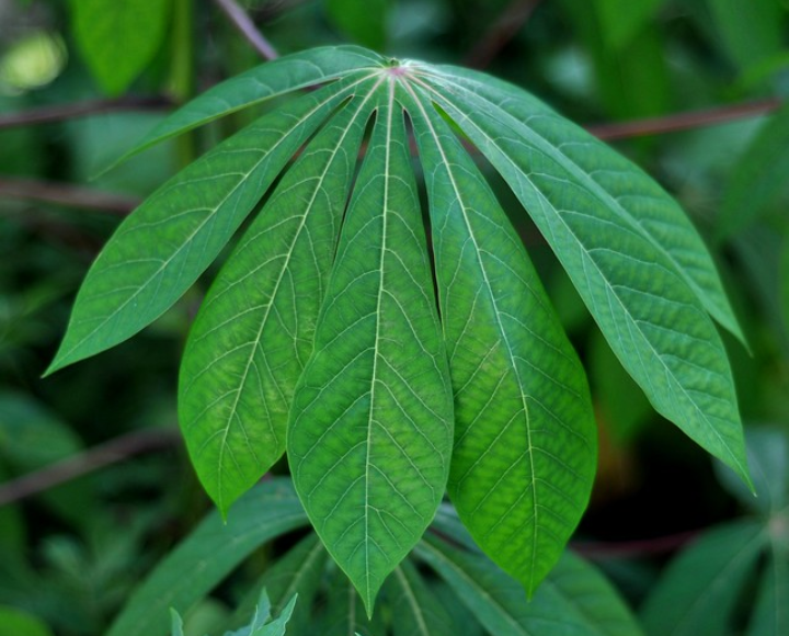 Kandungan Gizi Daun Ubi Kayu