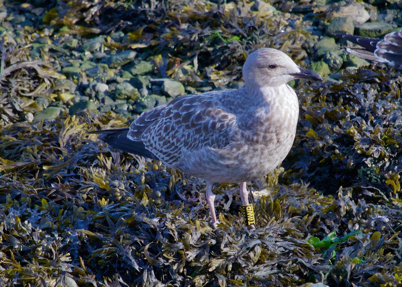 Colour ringed birds