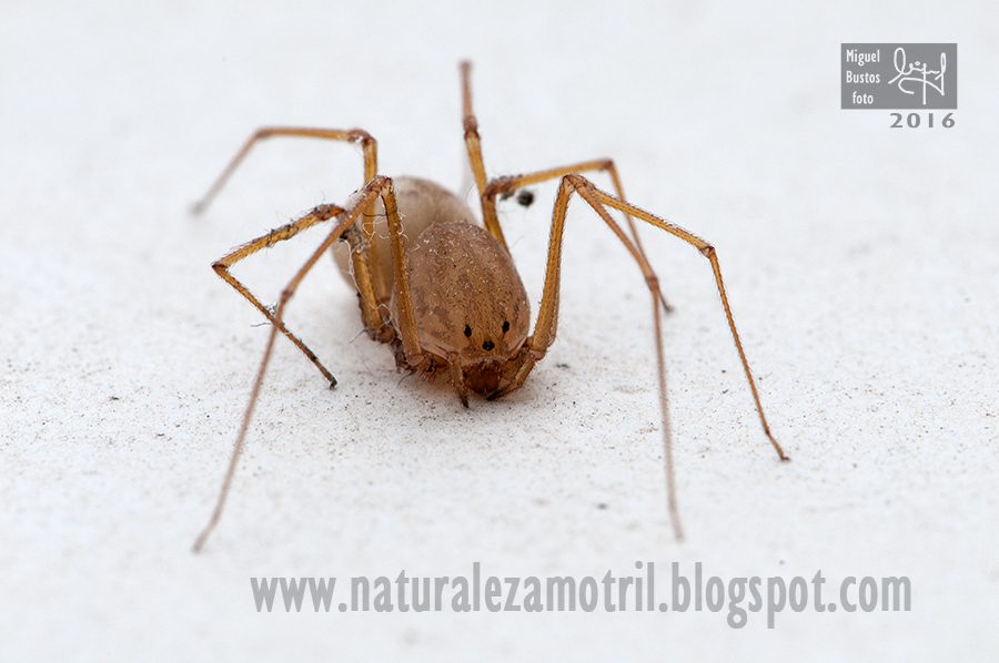 Naturaleza y Fotografía en Motril: Scytodes sp.