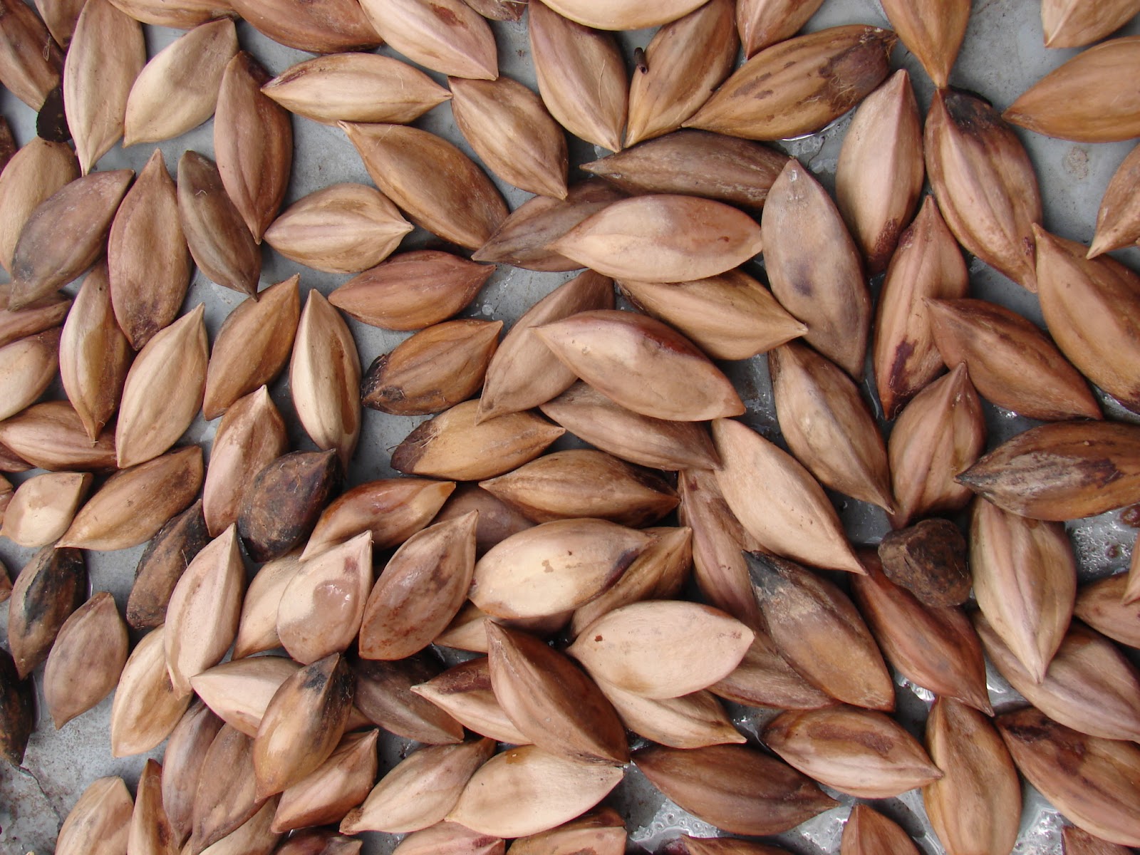 OUR PHILIPPINE TREES: Pili Nut or Not