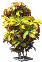 Tropical Plant Pictures: Codiaeum variegatum (Garden Croton)