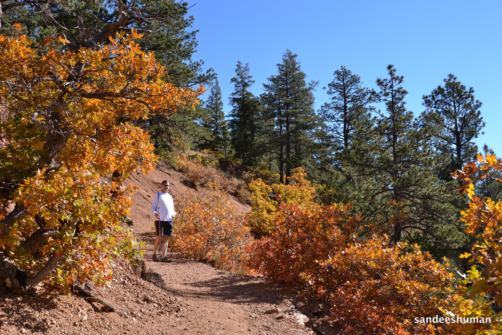 Shustrings: Never-ending Fall in Colorado Springs!