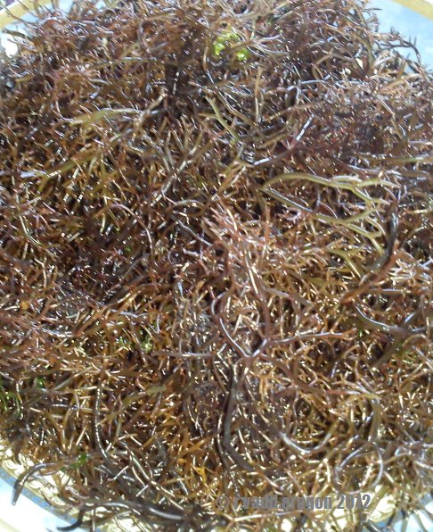 the "other" seaweeds: kulot & aragan ~ PINAKBET REPUBLIC