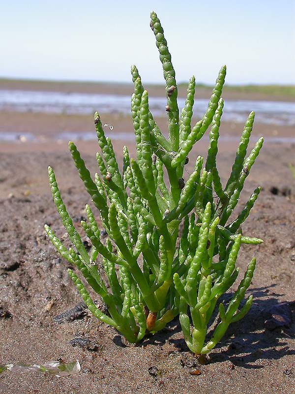 PLANTAS MEDICINALES: Vidrio (Batis maritima L.)