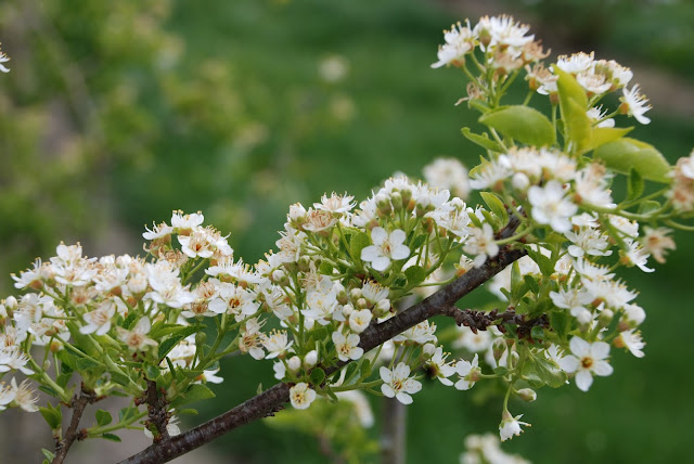 SWEET ALMOND TREE: March 2010