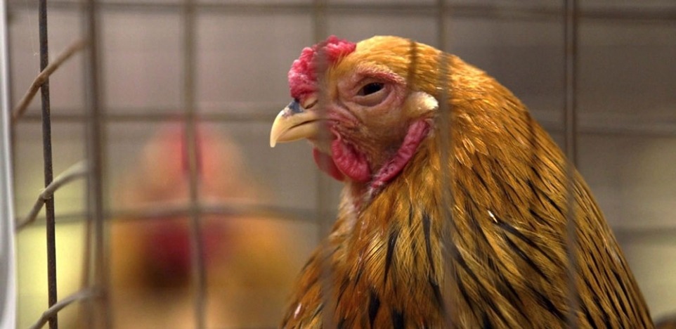 At Darren's World of Entertainment: Chicken People: Film Review