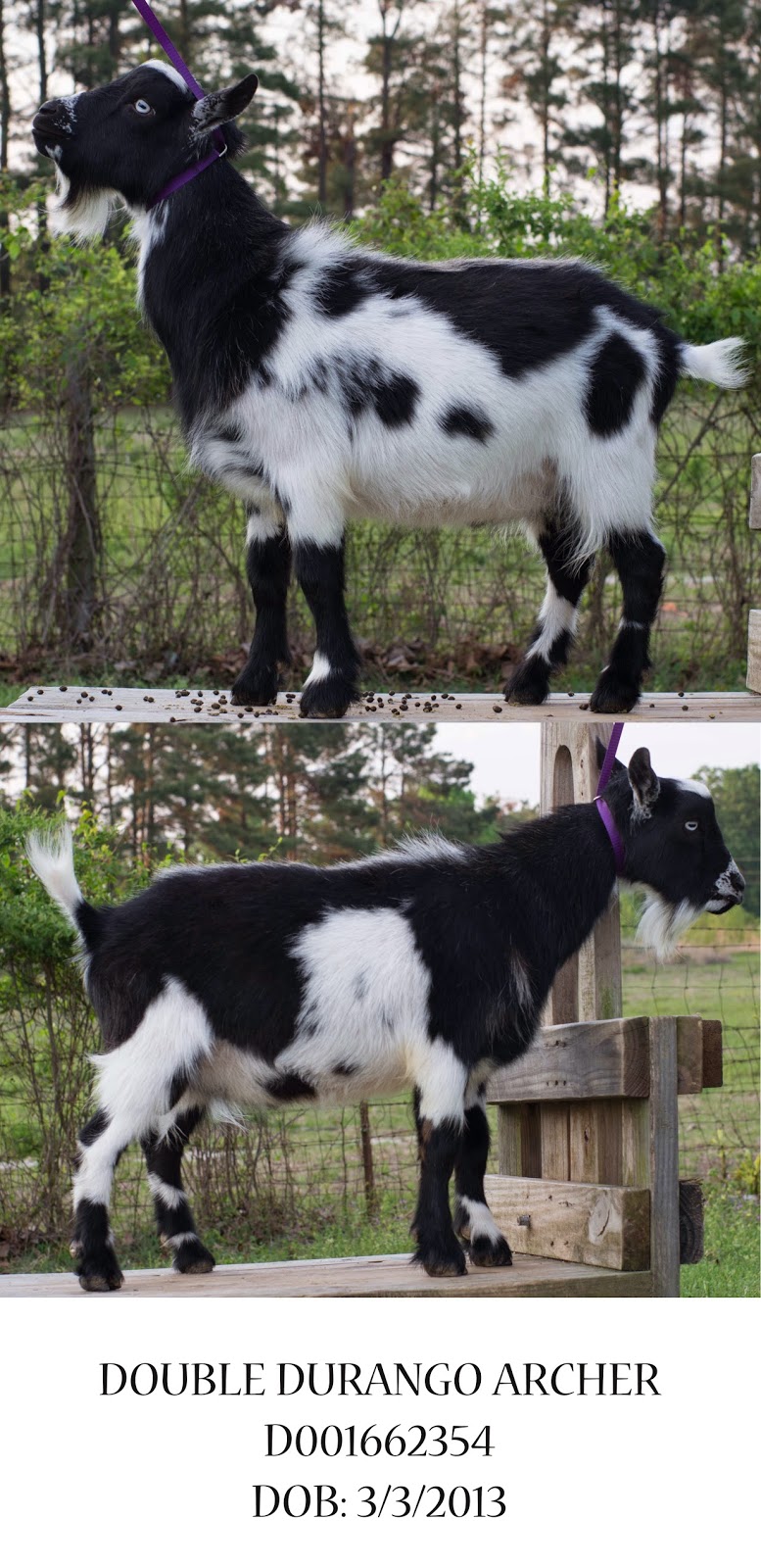 Archer's Acres: Goats For Sale