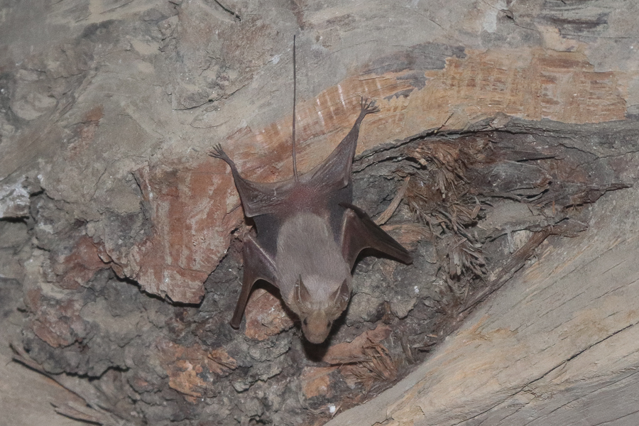 Birds of Saudi Arabia: Greater Mouse-tailed Bat – Dhee Ayn