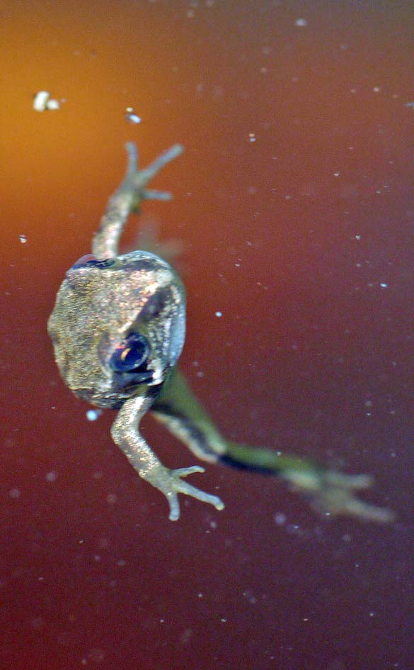 CABINET OF CURIOSITIES: Froglets