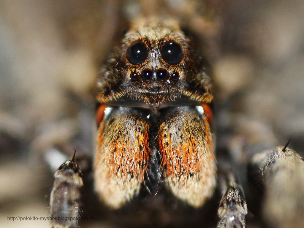 Wolf Spider (Hogna sp)