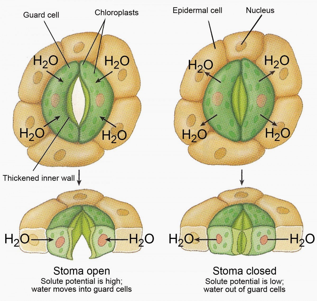 Chapter Summary - Class 10 - Ch 6 Life Processes | Welcome to Meritcircle
