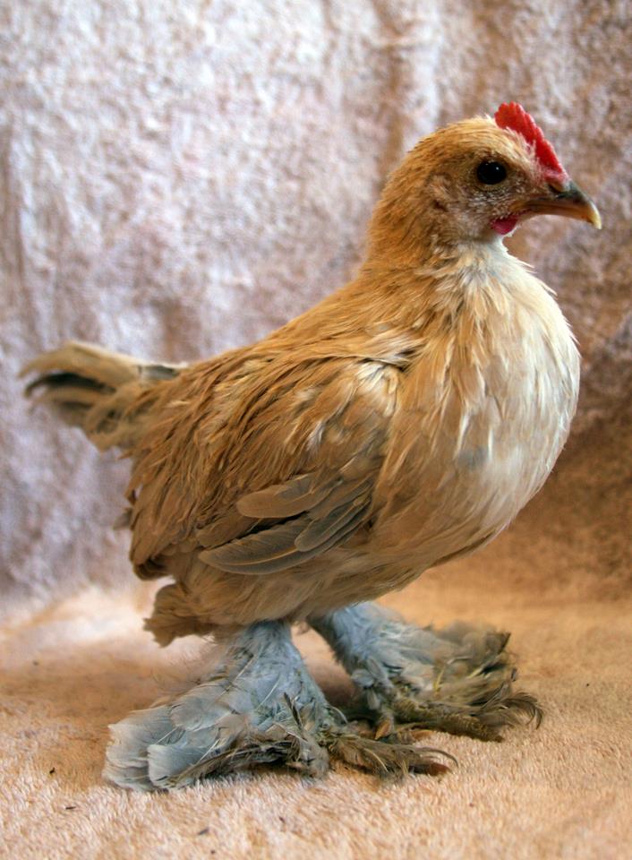 EggCartons.com Roost: About EggCartons.com and our Customers