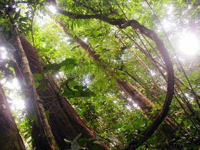 ECOSISTEMAS DE COSTA RICA: ÁRBOLES