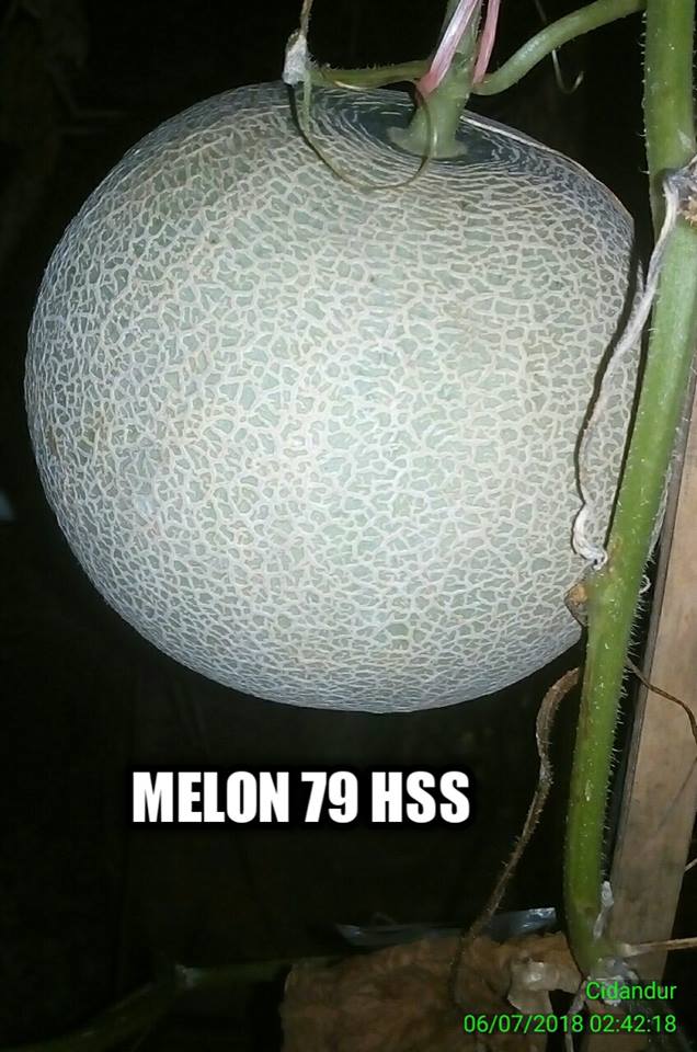 Kebun Dzikri: Ciri-ciri Bunga Jantan Dan Betina Pada Tanaman Melon dan ...