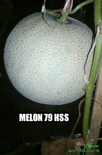 Kebun Dzikri: Ciri-ciri Bunga Jantan Dan Betina Pada Tanaman Melon dan ...