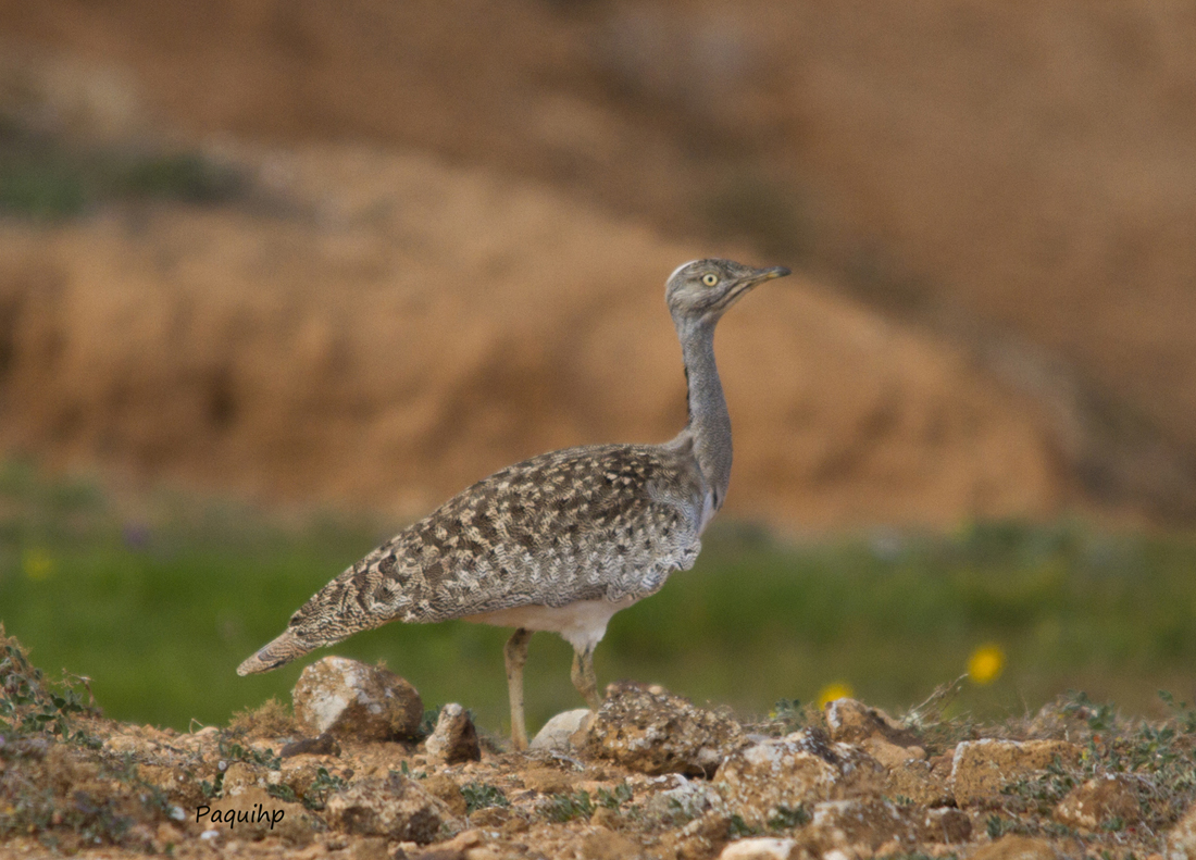 Paqui.blog de naturaleza: HUBARA