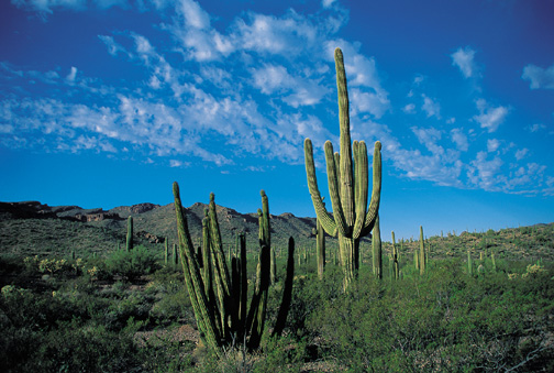 World Wallpaper: Desert Cactus