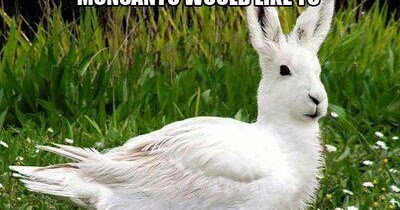 Happenings with Dom and Nan: The Frankenbunny