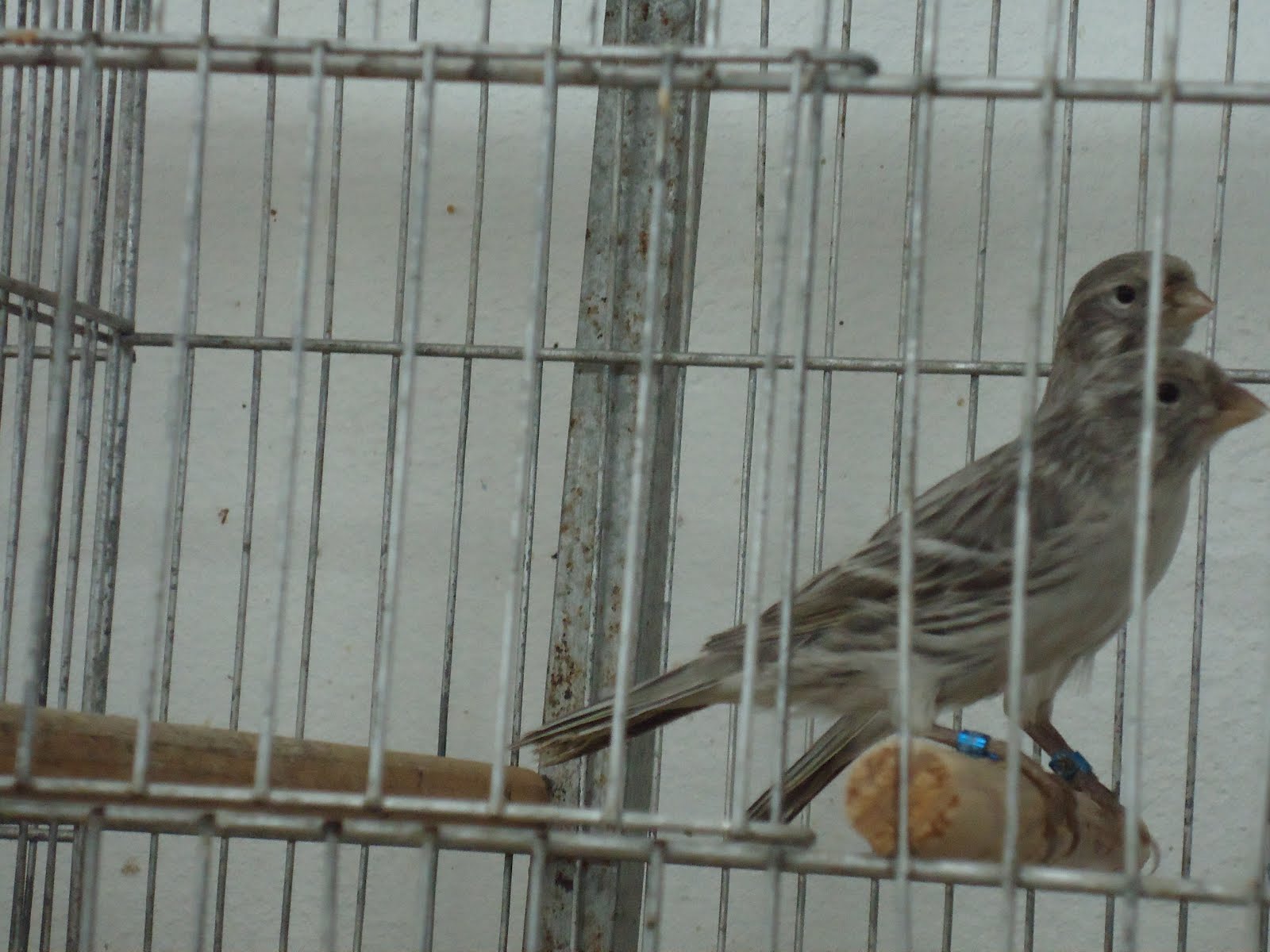 Os Maravilhosos Canários de Jonner Alves: Filhotes: Azul Opalino Dominante