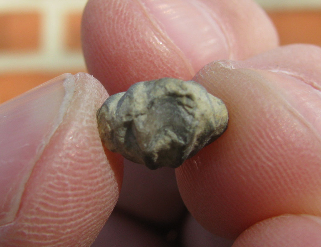 Views of the Mahantango: Howellella elegans brachiopod from the Wenlock ...