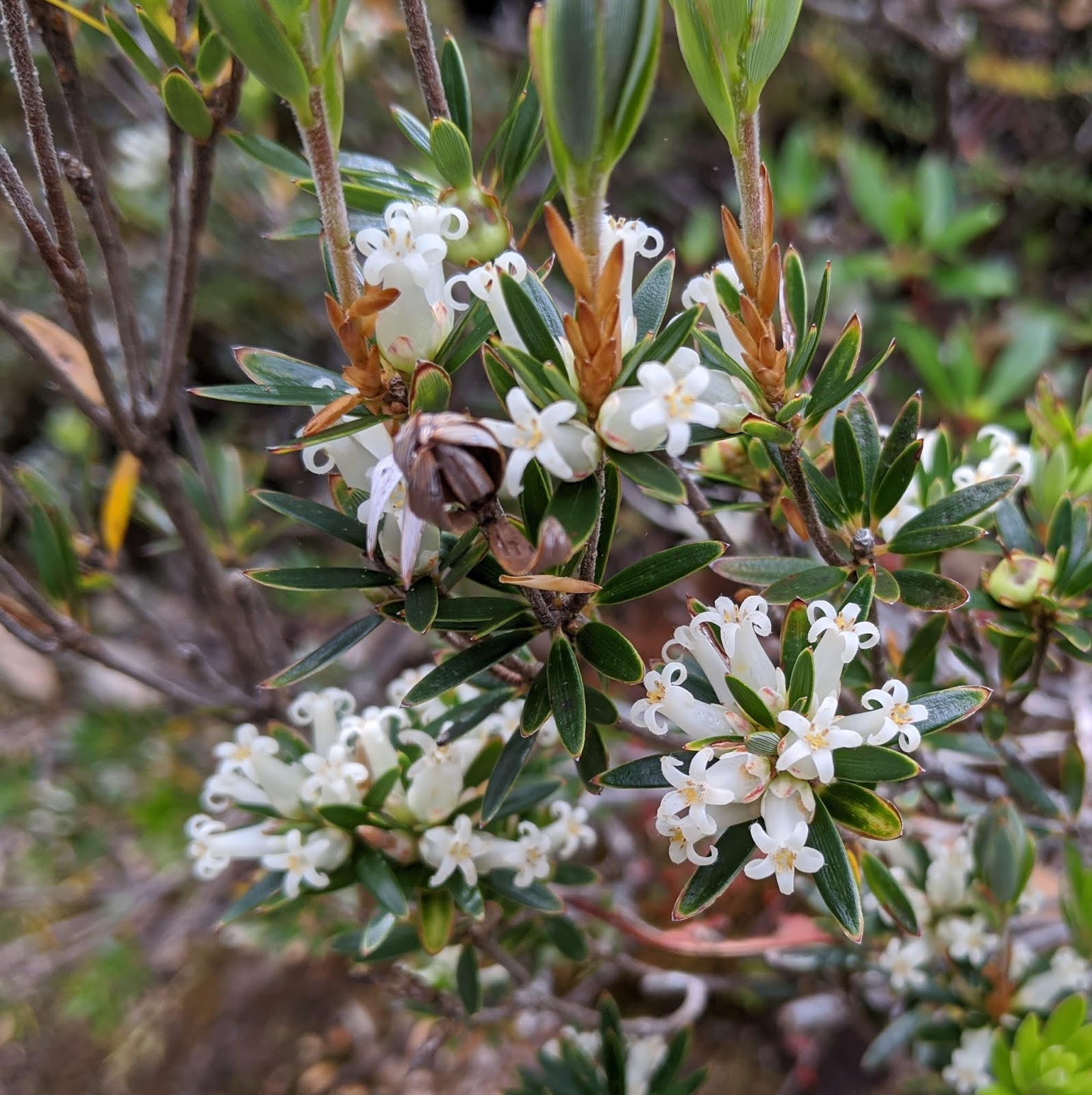 A Field Notebook: On the Snow Gum trail to Rodway Hut, Mount Field ...