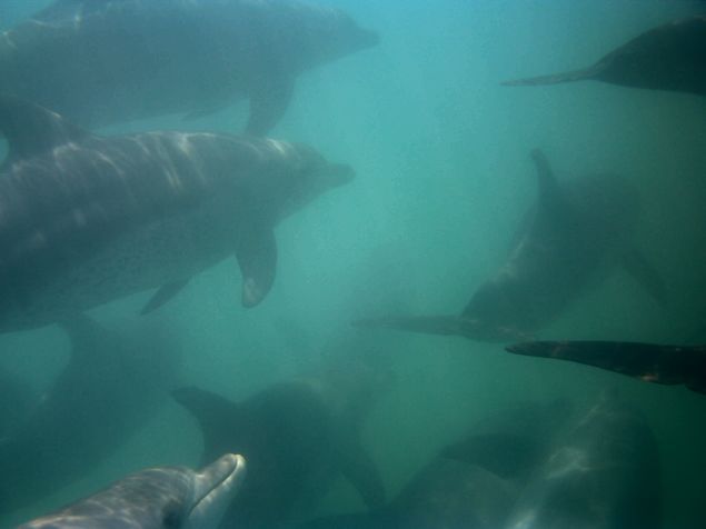 Swimming with wild dolphins: Dolphin mega pod