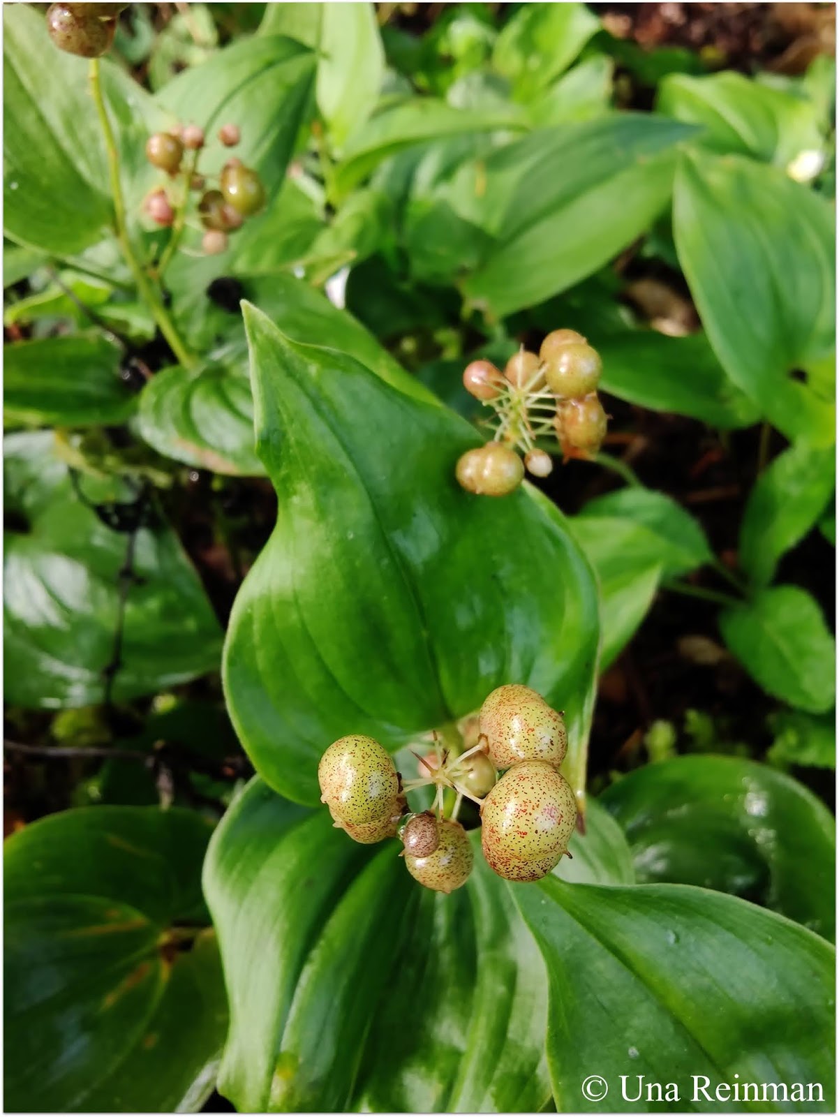 Hallatar : Mökillä