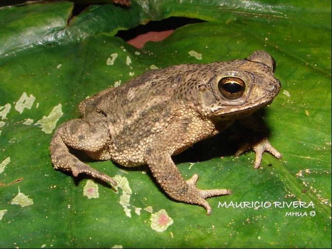 Argentina nativa: Sapo granuloso (Rhinella granulosa)