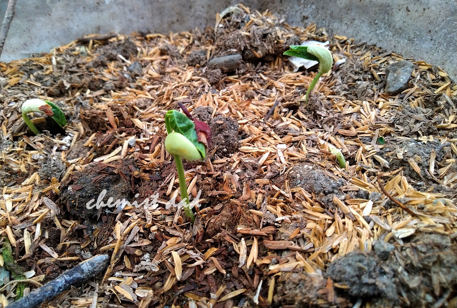 Urban Gardening: How To Grow Sitaw In Pots