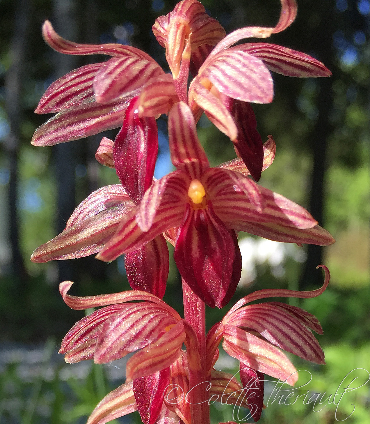 My World of Orchids...and a bit more