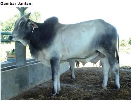 Pengetahuan Umum Tentang Sapi