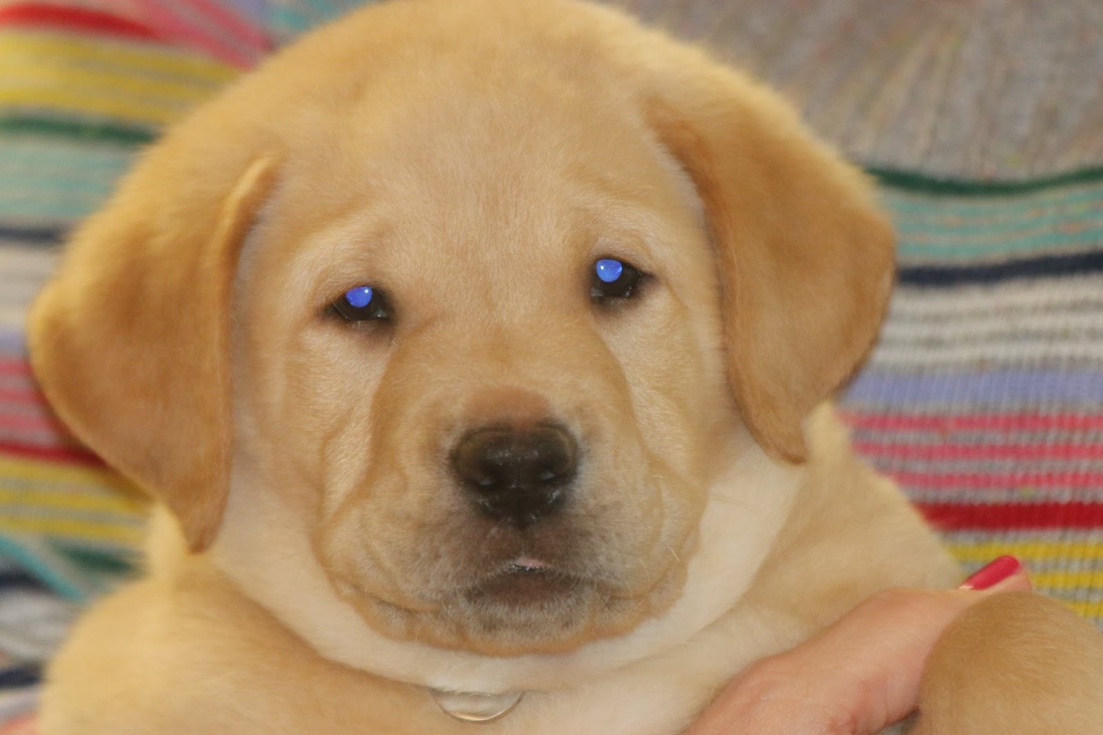 MY WRITERS SITE: Happy birthday Zen. We picked up our second lab, Zen ...