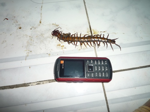 4 ans à Mayotte: Faune de Mayotte