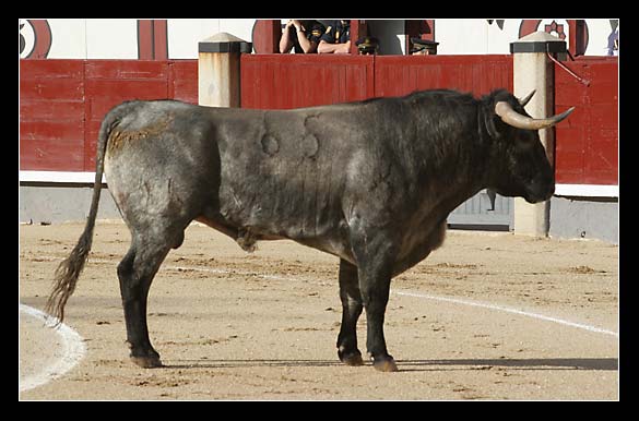 El Secreto de la Bravura: El peso de los toros