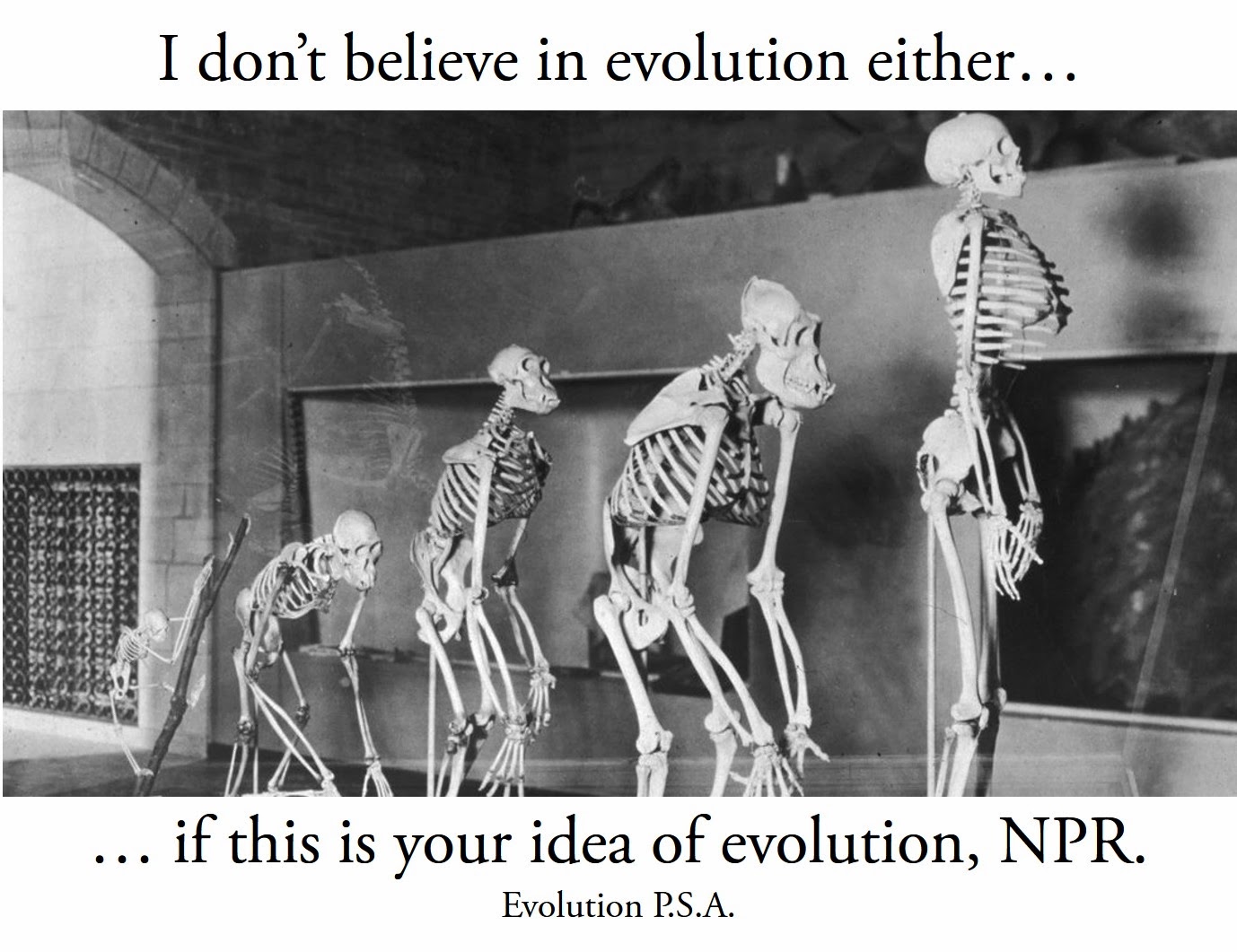 The Mermaid's Tale: I'm with the GOP. I don't believe in evolution if ...