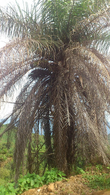 Diario de un naturalista aficionado: 5 de julio:Por las montañas de Las ...