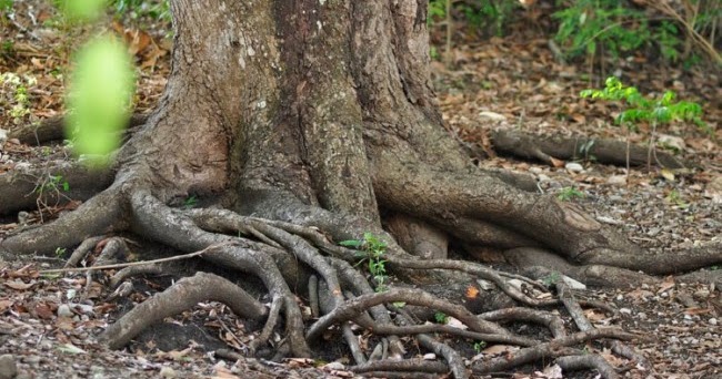 jenis jenis akar yang harus kamu ketahui