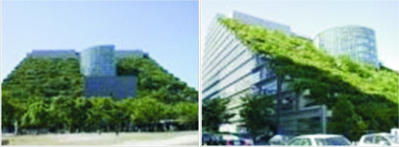 GREEN DIAMOND: Atap Hijau di Belantara Beton Kota