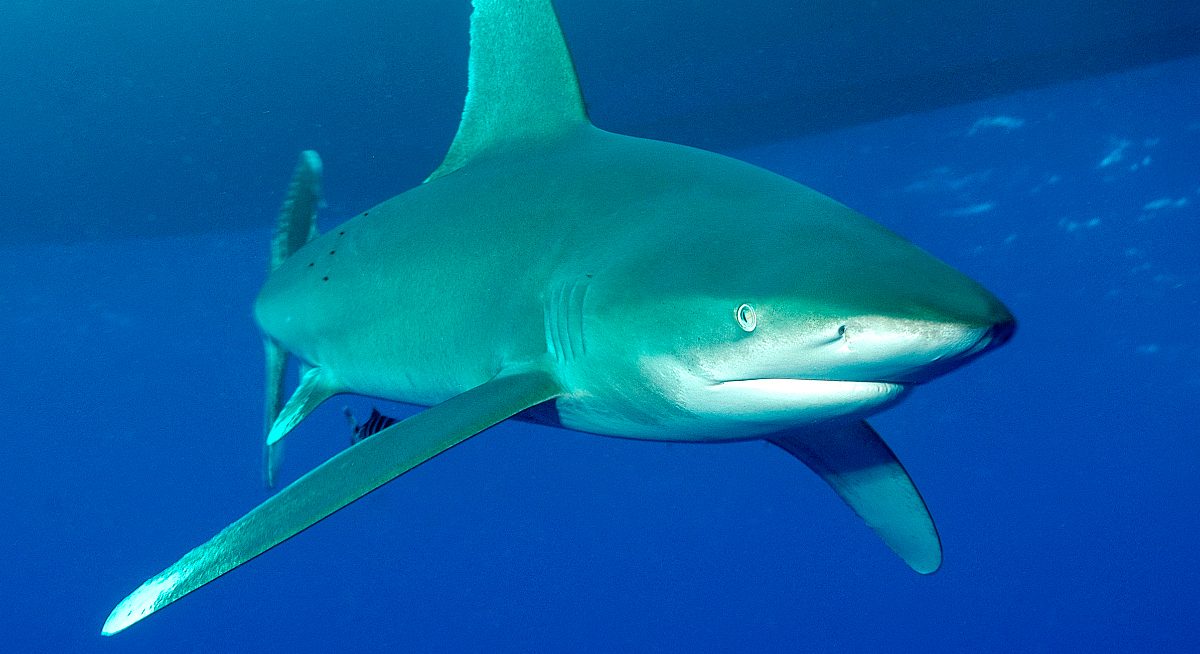 Naturaleza salvaje Blog: Tiburones