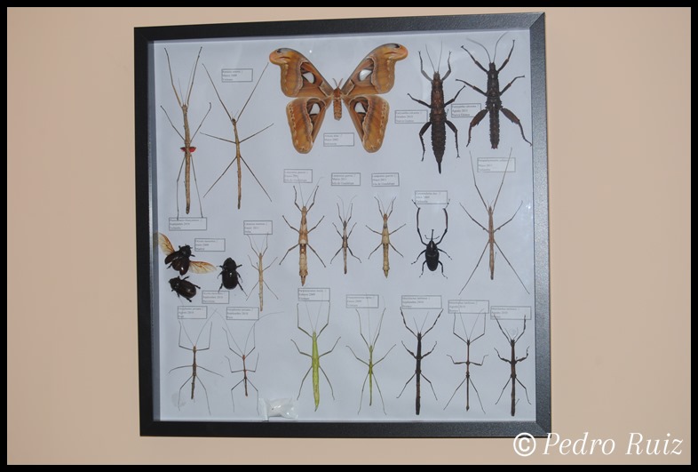 fasmidos.net: Insectos disecados y método de disección